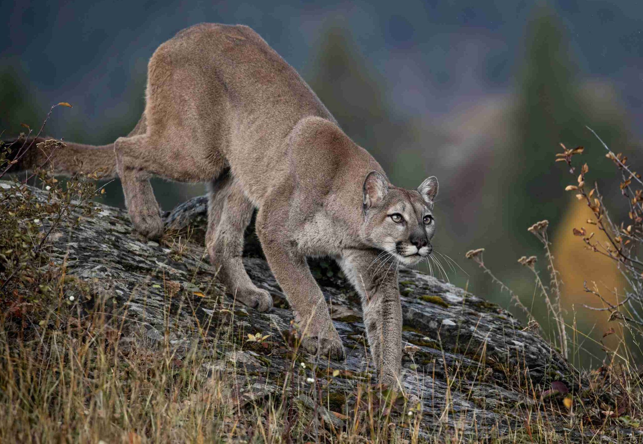The Sandia Mountains: Albuquerque's Perfect Backdrop