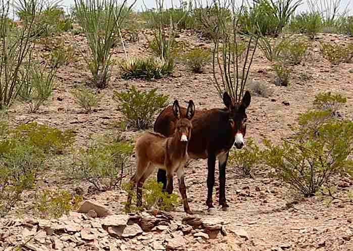 Wild Horses in New Mexico: Enduring Symbols of the West