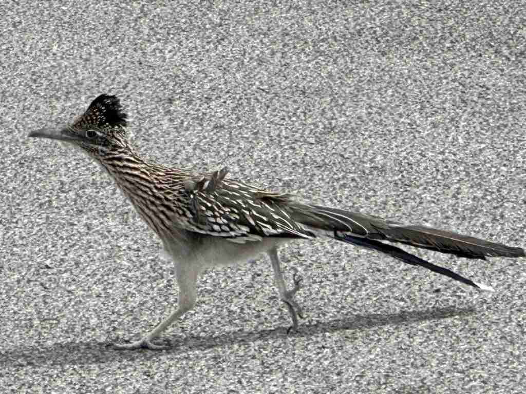 Beep Beep! Swift Desert Spirits: Roadrunners in New Mexico
